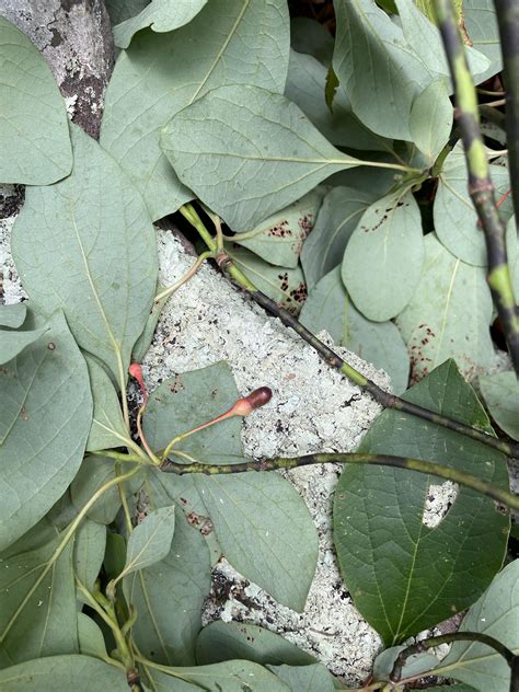 Confirm Sassafras Tree Rtreeidentification