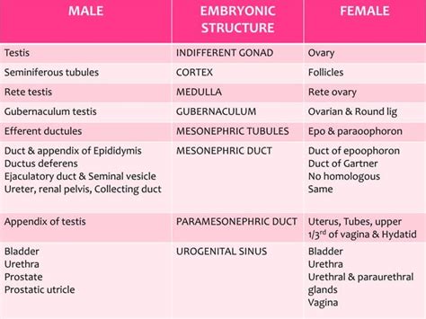 Development Of External And Internal Genitalia By Dr Preksha Ppt