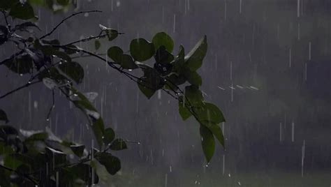 Serene Rainfall A Captivating Rain Photography Animation  Abyss