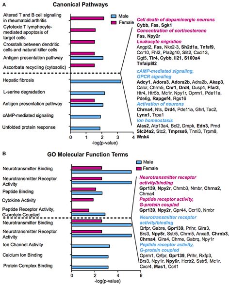 Frontiers Integrative Analysis Of Sex Specific MicroRNA Networks Following Stress In Mouse
