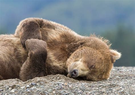 Sleeping Bear Pictures Freepik