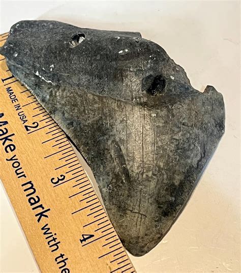 Fossil Megladon Tooth Etsy