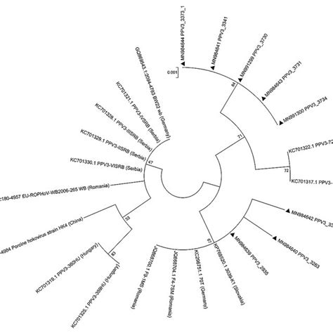 Phylogenetic Tree Constructed From 249 Long Partial Ns1 Gene Nucleotide Download Scientific