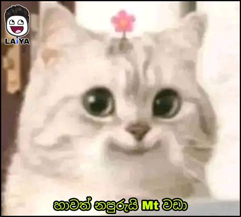 Laiya ලයියා 🥹 Facebook