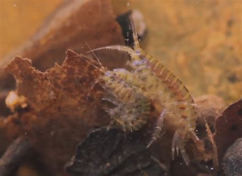 Video How To Tie A Simple Scud Pattern Orvis News