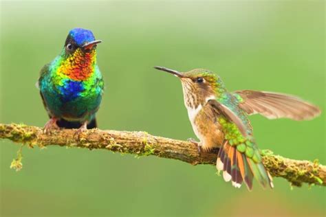 Male Vs Female Hummingbirds 7 Differences Male Vs Female Hummingbirds 7 Differences