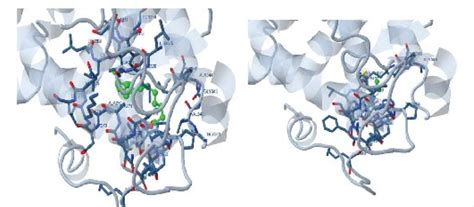 I And 3ii Structure Of The Protein Ligand Complex Download Scientific Diagram
