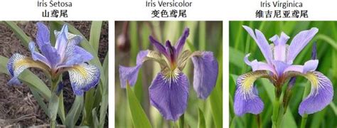 鸢尾花数据集体现一元线性回归鸢尾花数据集进行一元线性回归 Csdn博客