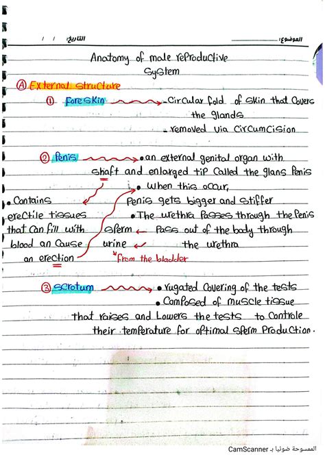 SOLUTION Male Reproductive System Studypool