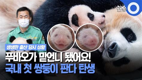 푸바오가 맏언니 됐어요 국내 첫 쌍둥이 판다 탄생했다 Obs 뉴스 Youtube