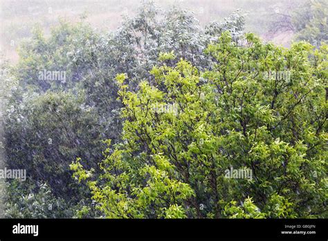 Trees In Storm Stock Photo Alamy