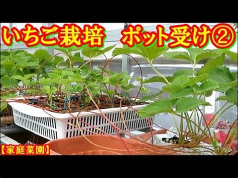 家庭菜園いちご栽培 7月 子苗 章姫とちおとめ ポット受け② YouTube