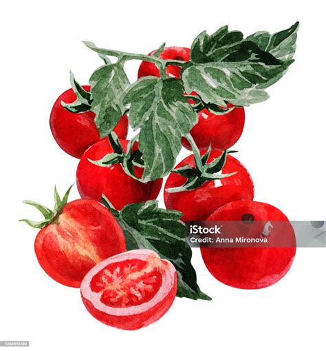 체리 토마토 손으로 그릴 수채화 엽서 스티커 백과사전 메뉴 요리 재료에 사용할 수 있습니다 라벨 커버 프린트용 스타일 디자인