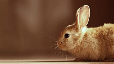 Cute Bunny Wallpapers Wallpapersafari