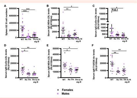Figure 2 From Marginal Zone B Cells Produce ‘natural Atheroprotective
