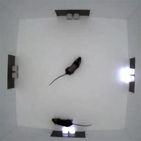 Mousewithtail Instance Segmentation Dataset By Labgym