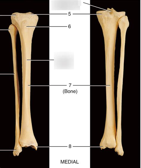 Tibia And Fibula Diagram Diagram Quizlet