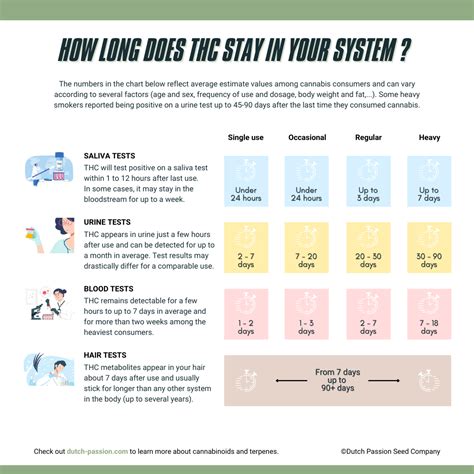 Hoelang Blijft Thc In Je Systeem Dutch Passion
