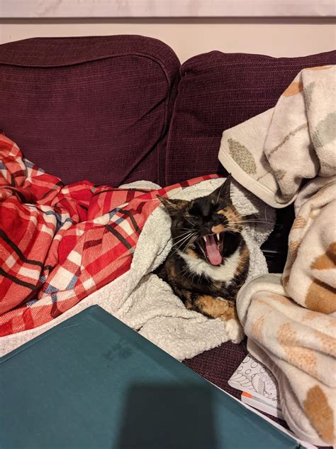 Just Woken Up From Her Nap R Cats