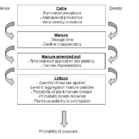 Schematic Overview Of The Exposure Model Download Scientific Diagram