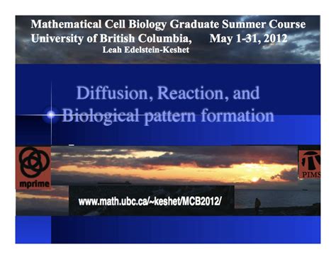 Diffusion Reaction And Biological Pattern Formation