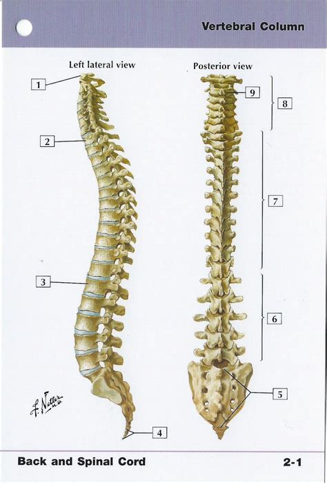 Frank Netter Spine