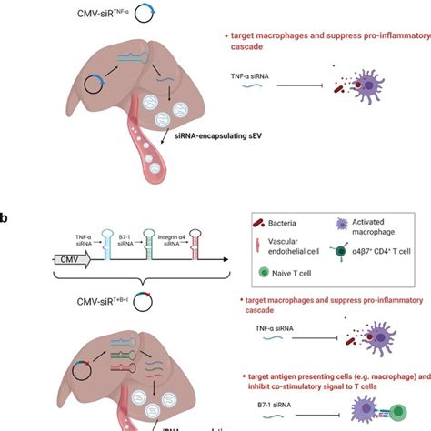 Schematic Description Of The Architecture Of The Genetic Circuits A The
