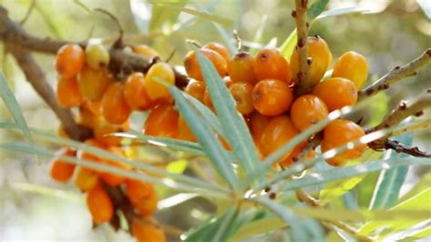 유방암 잡는 사냥꾼 ‘산자나무 수요일n스타일 좋은아침 5025회 20170215 Youtube