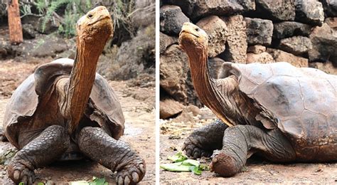 Diego The Casanova Of Tortoises Who Saved His Species By Fathering