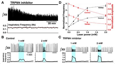 Figure 7 From Predictions And Experimental Tests Of A New Biophysical Model Of The Mammalian