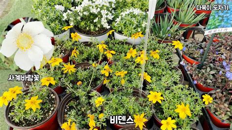 남사화훼단지 남사수산나농원 야생화농원 비덴스 사계바람꽃 바위솔 보라싸리 홍뱀무 천냥금 버베나 호주매화 벌레