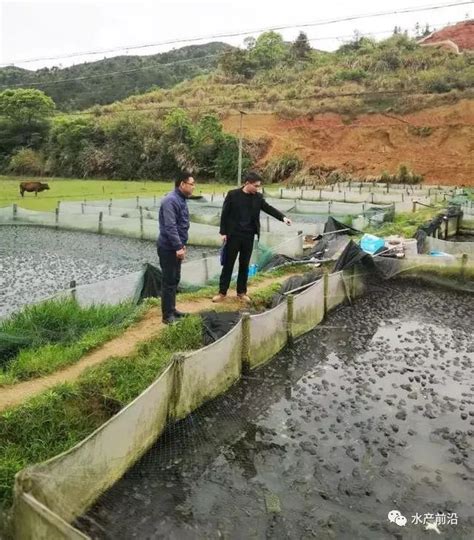 牛蛙池排水图片 牛蛙池的建设图片 牛蛙图片 第6页 大山谷图库