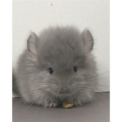 Jual Booked Sherren Shopee Indonesia