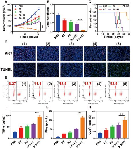 Copper Based Single Atom Nanozyme For Radioimmunotherapy Ijn