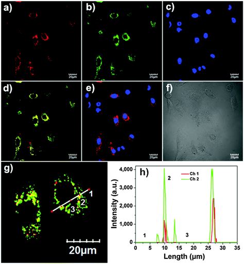 A Switchable Peptide Sensor For Real Time Lysosomal Tracking Chemical