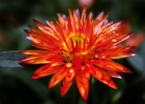 무료 이미지 자연 사진술 꽃잎 주황색 빨간 가을 식물학 닫기 플로라 야생화 닫다 이파리 복합 재료 매크로 사진 관상용 식물 정원 식물 가든