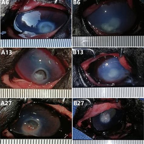 Serial Photos Of The Follow Up Of The Induced Corneal Ulceration In The Download Scientific