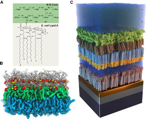 Figure 1 From Physical Properties Of Bacterial Outer Membrane Models Neutron Reflectometry