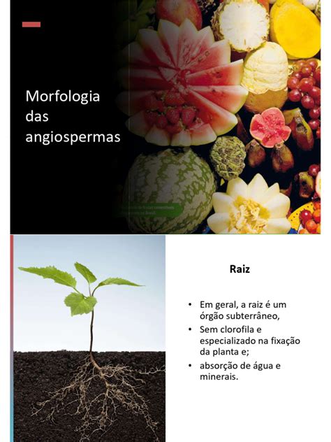 Material Cap 07 Morfologia Das Angiospermas Pdf Raiz Folha