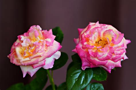 장미 꽃들 자연 Pixabay의 무료 사진 Pixabay