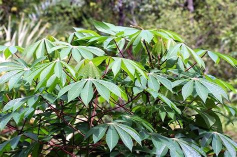 タイの植物5観葉植物 えるだまの植物図鑑