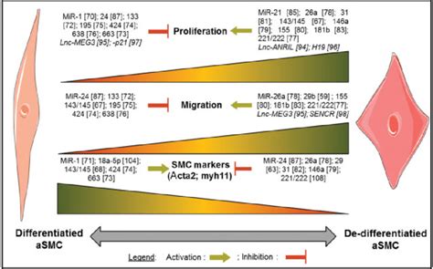 Involvement Of Microribonucleic Acids Mirnas And Long Noncoding Rnas Download Scientific