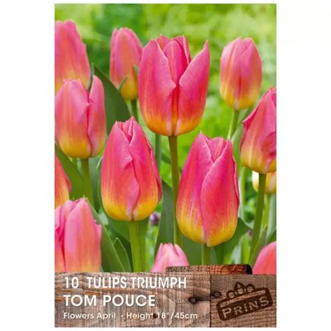 Tulip Tom Pouce 10 Bulbs Pink And Yellow Tulips