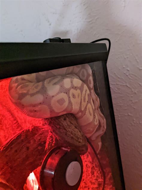 My Sons Banana Ball Python He Named It Pinky Rust Banana Peel R