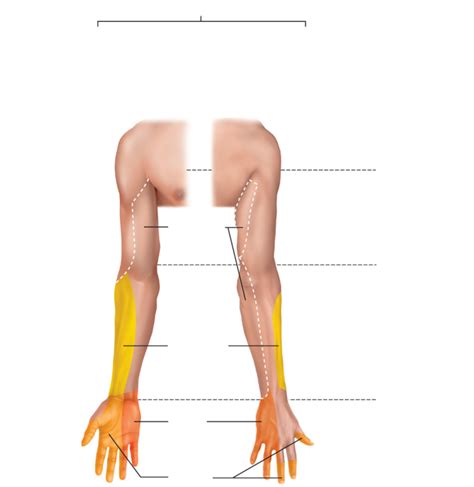 Cutaneous Innervation Of Upper Limb Anterior Diagram Quizlet