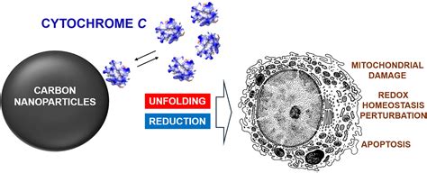 Molecular Insights Into The Interaction Between Cytochrome C And Carbon Nanomaterials Heliyon