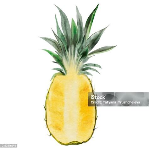 파인애플 수채화 고립된 흰색 배경에 녹색 잎이 있는 열대 과일의 절반입니다 레시피 교육용 카드 및 트로피컬 칵테일 메뉴를