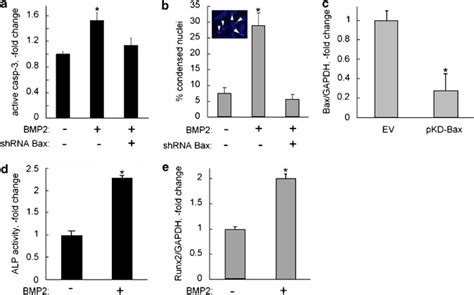 Runx2 Mediated Activation Of The Bax Gene Increases Osteosarcoma Cell Runx2 Mediated Activation Of The Bax Gene Increases Osteosarcoma Cell