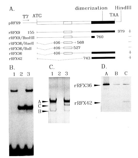Localization Of The Dimerization Domain A Summary Of Truncated Rrfx