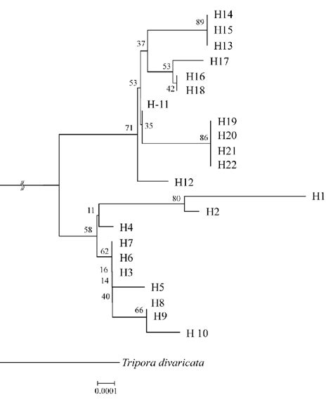 neighbor joining tree of chloroplast dna haplotypes based on the download scientific diagram